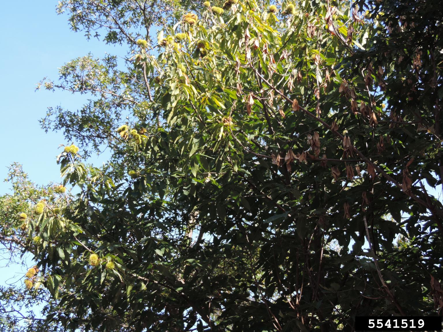 chestnut blight or canker (Cryphonectria parasitica ) on American ...