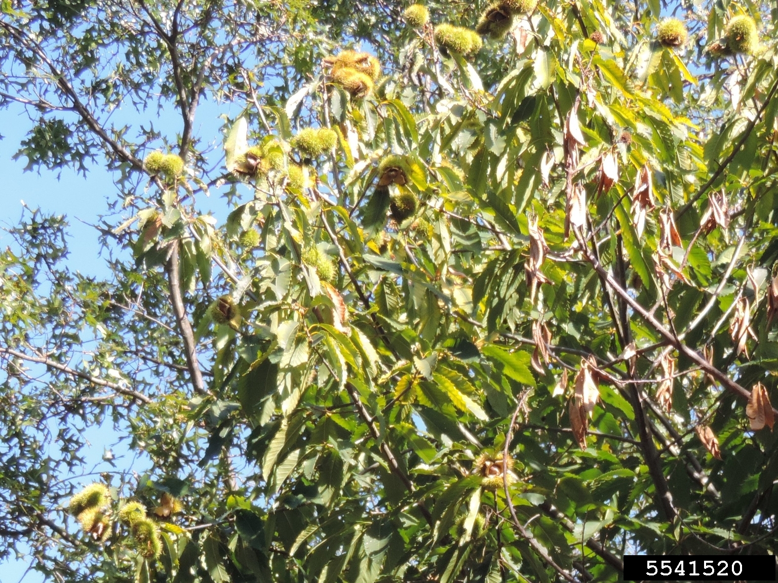 American chestnut, Castanea dentata (Fagales: Fagaceae) - 5541520