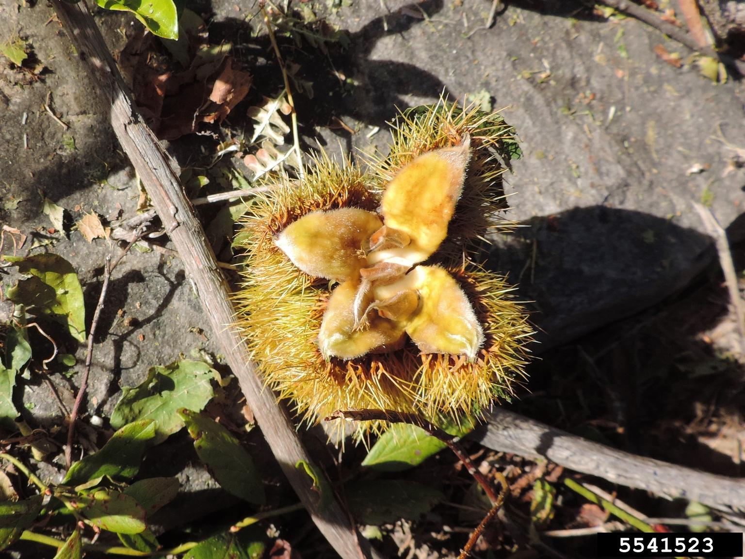 American chestnut (Castanea dentata (Marsh.) Borkh.)