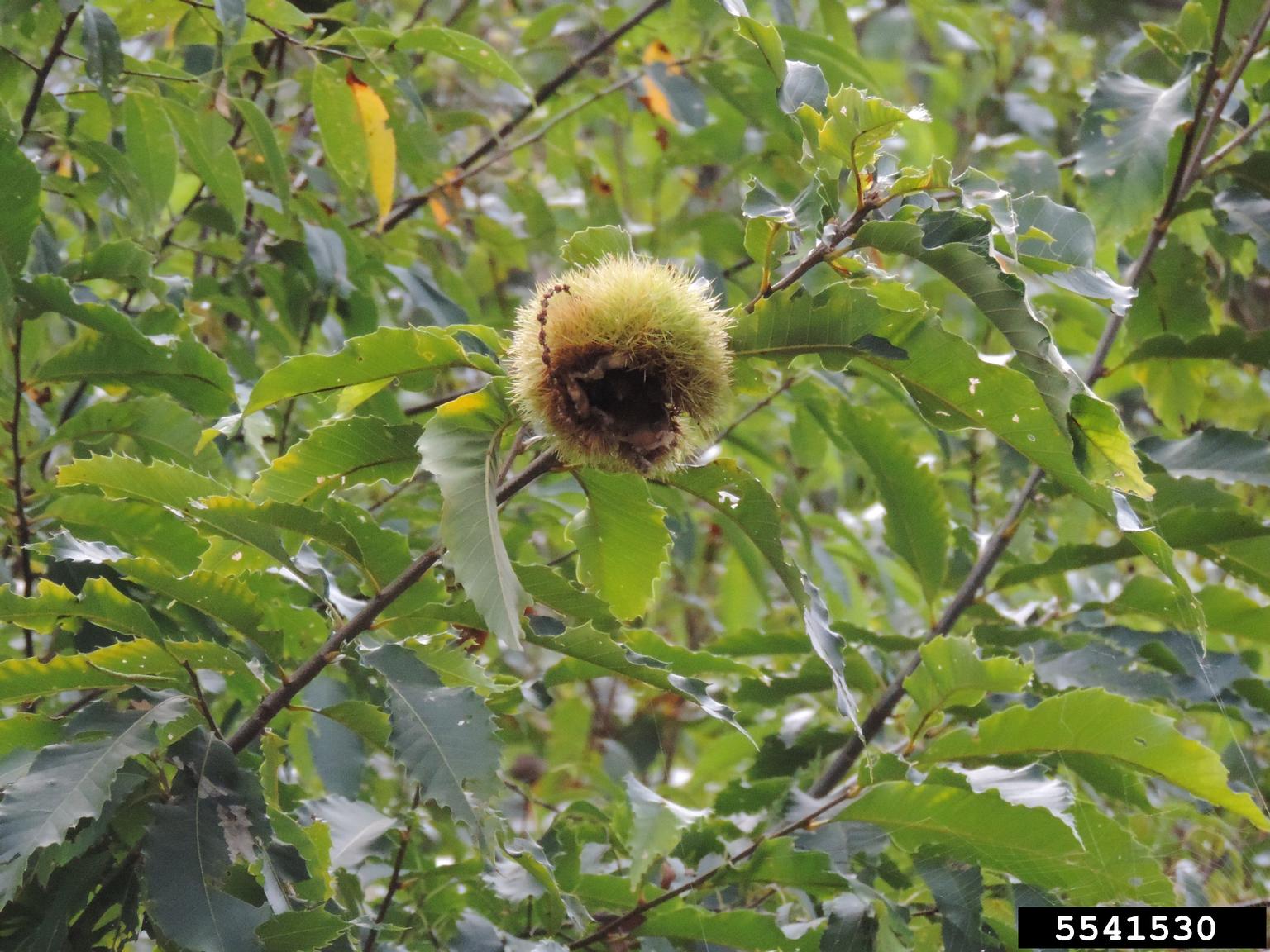 American chestnut (Castanea dentata)