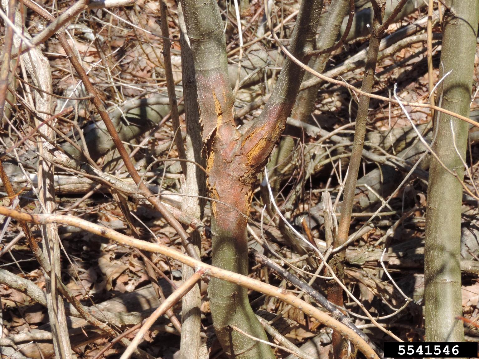 chestnut blight or canker (Cryphonectria parasitica (Murrill) M.E. Barr)