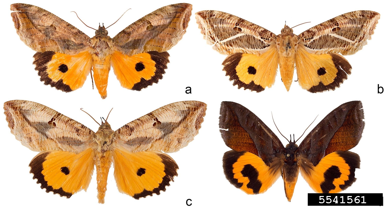 Fruit-piercing moth (Eudocima apta Walker)