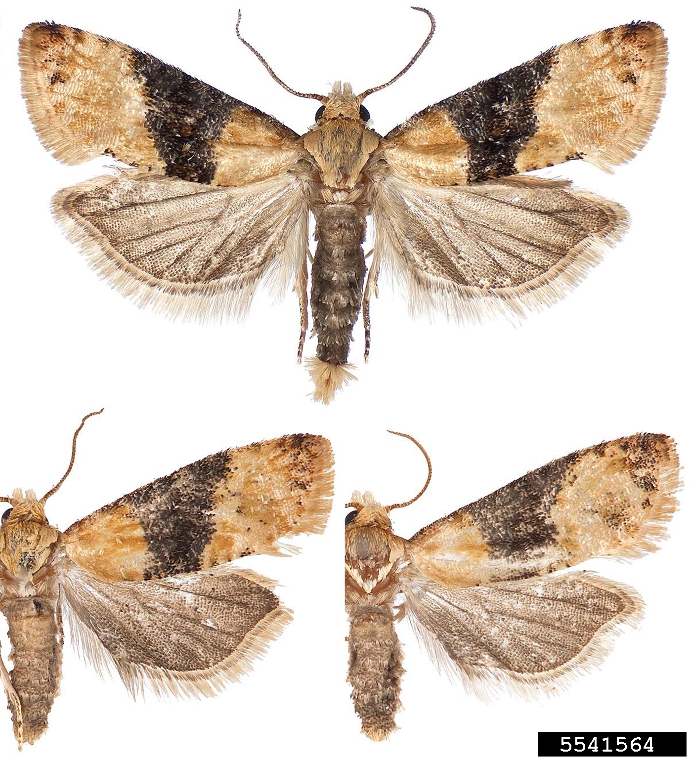 european grape berry moth (Eupoecilia ambiguella)