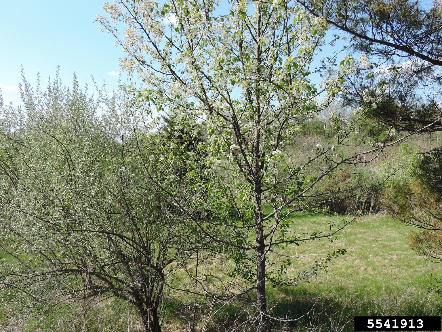 Callery pear (Bradford pear) (Pyrus calleryana)