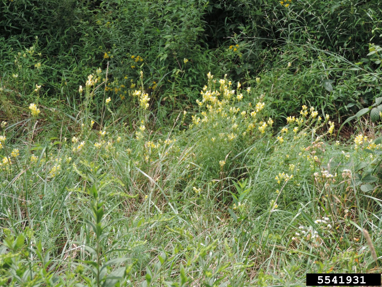 yellow toadflax (Linaria vulgaris)