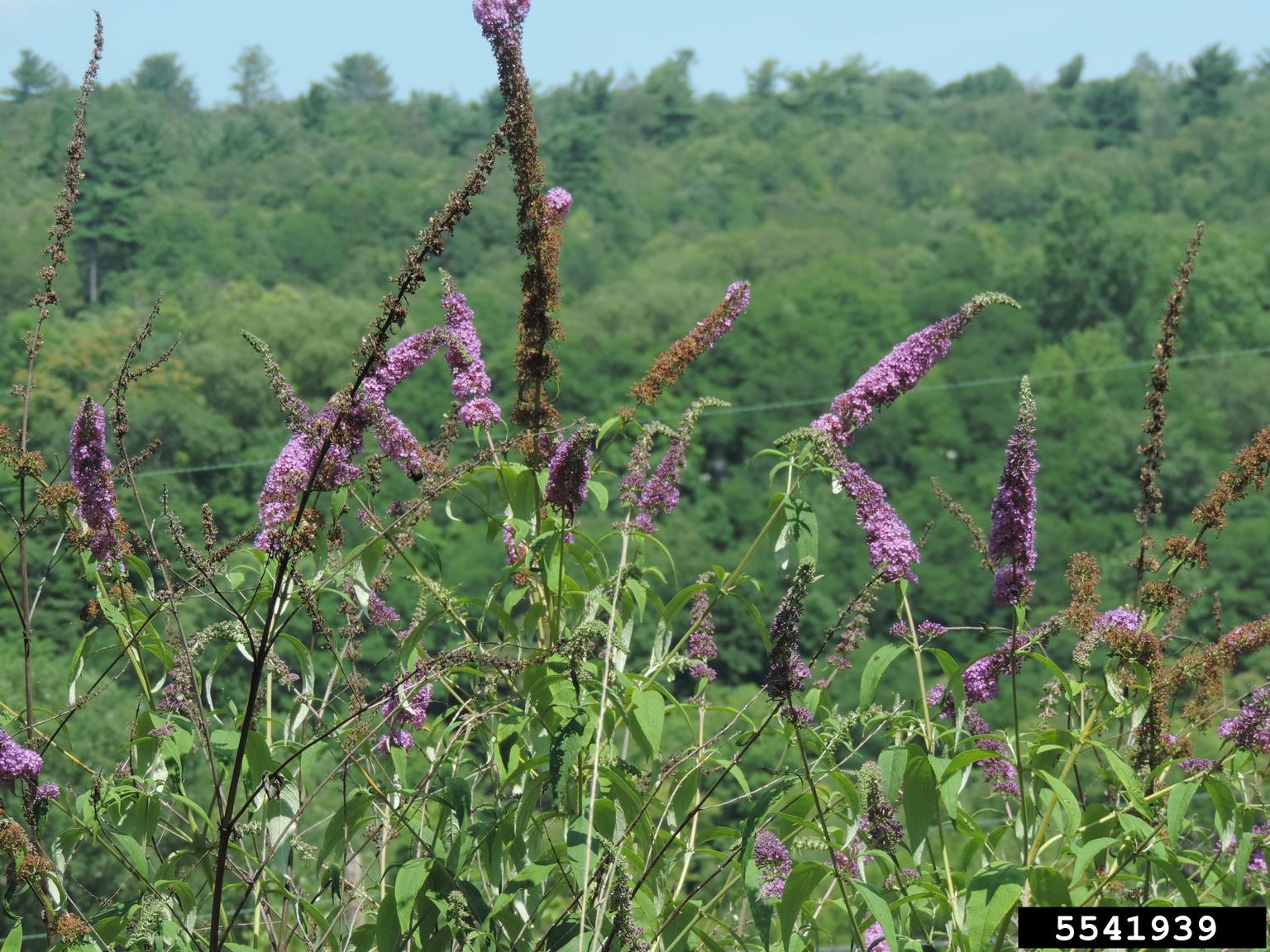 butterflybush (Buddleja davidii Franch.)