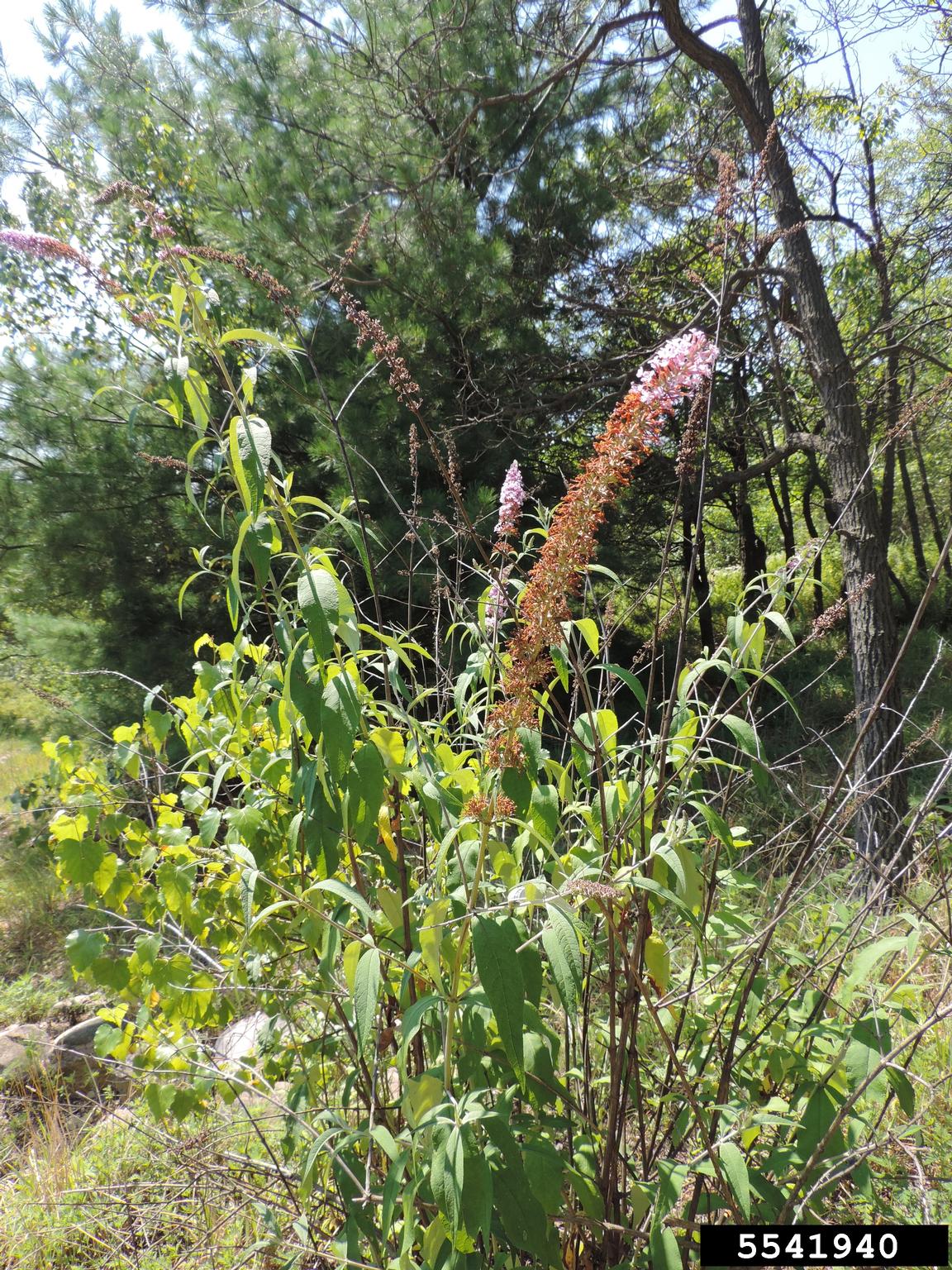butterflybush (Buddleja davidii Franch.)