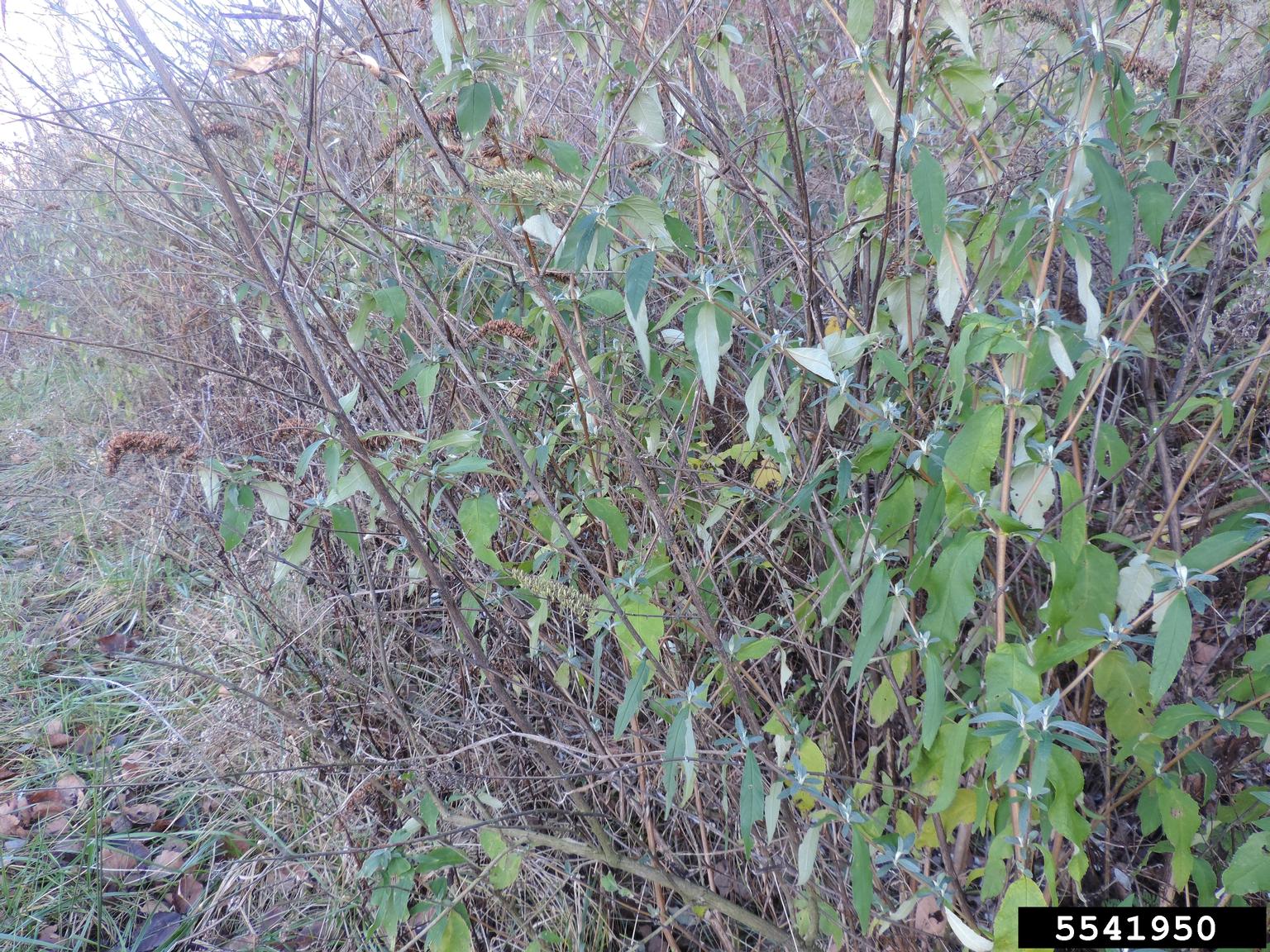 butterflybush (Buddleja davidii Franch.)