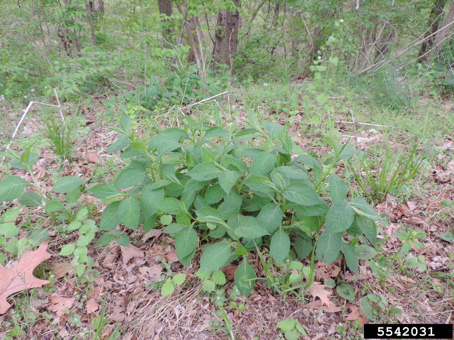 dames rocket (Hesperis matronalis)