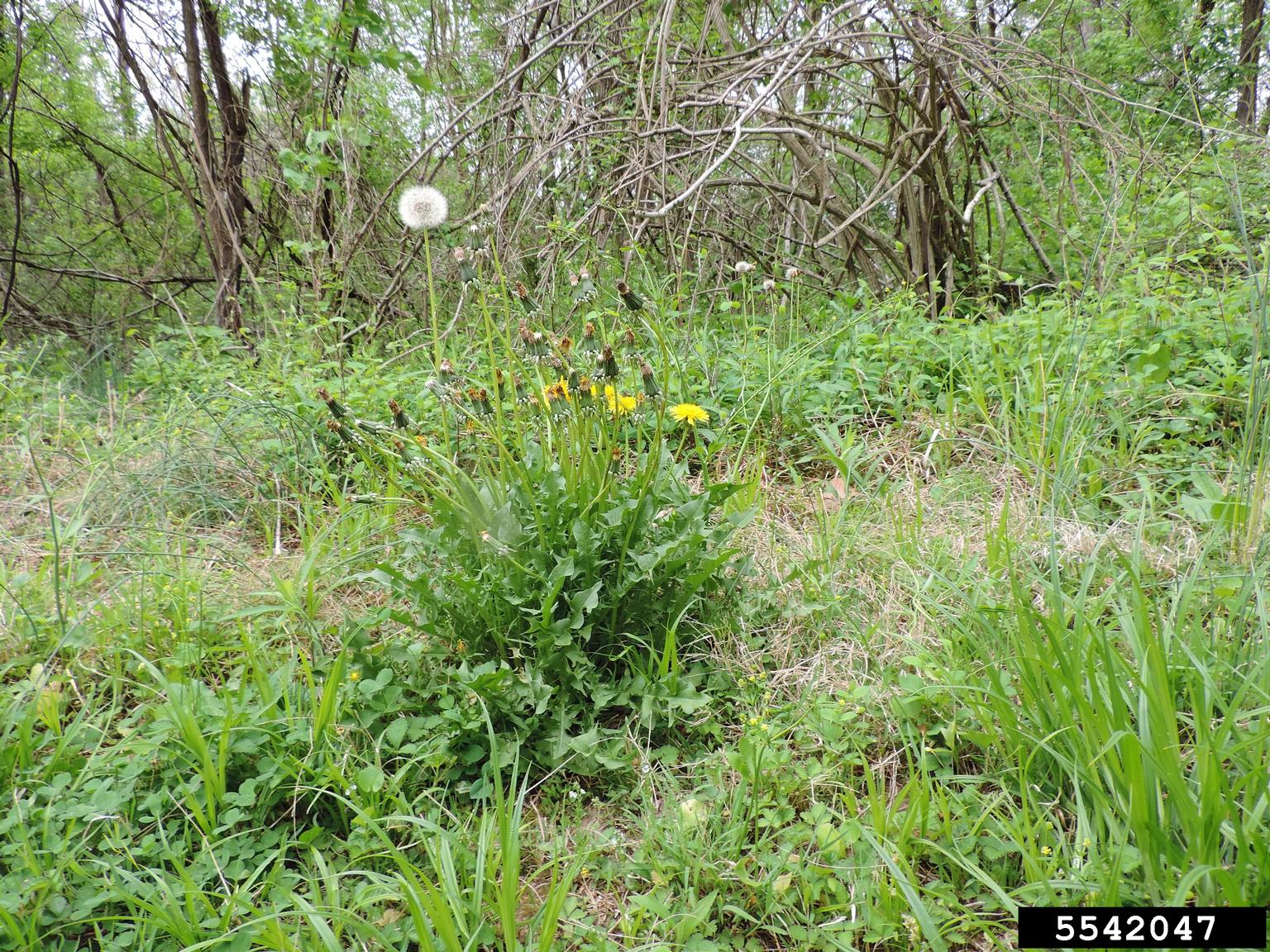dandelion (Taraxacum officinale)