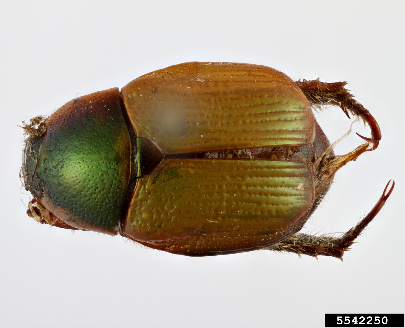 Shining leaf chafer (Anomala nitidula Blanchard)
