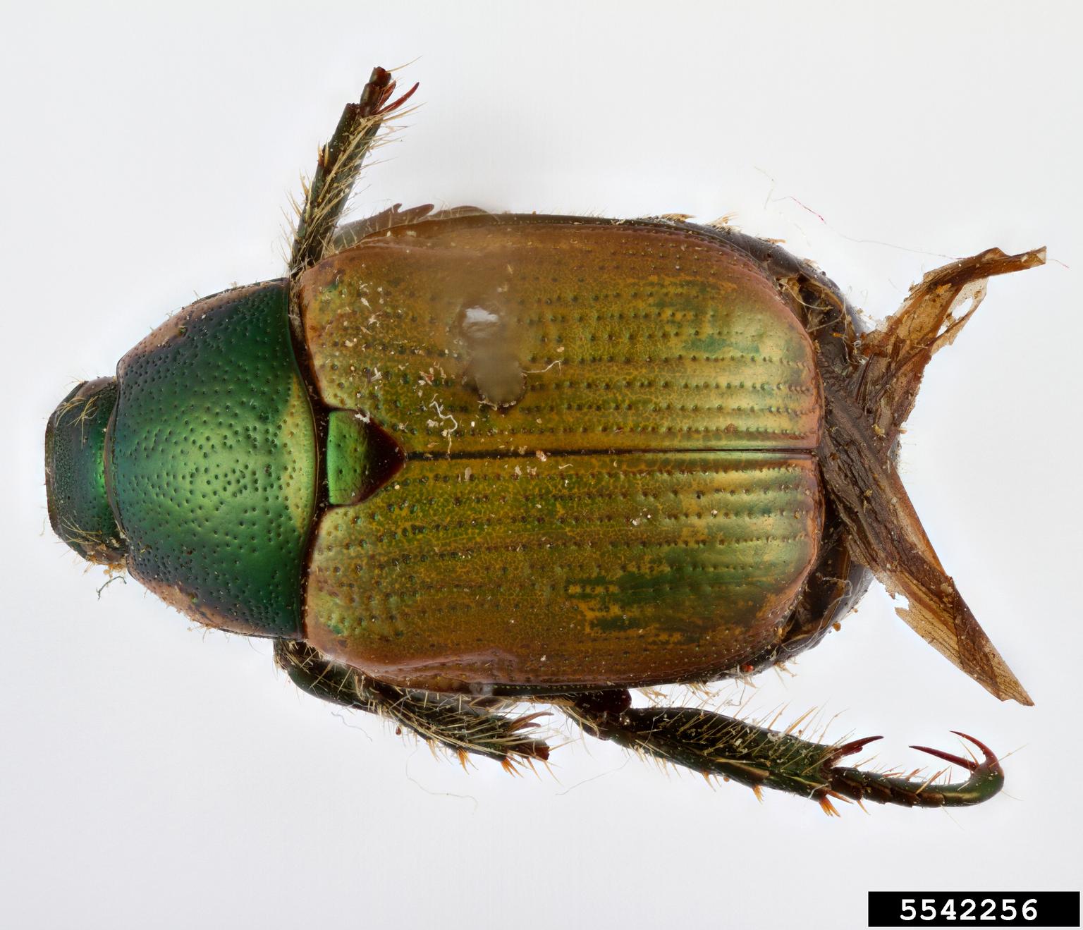 Shining leaf chafer (Anomala nitidula Blanchard)