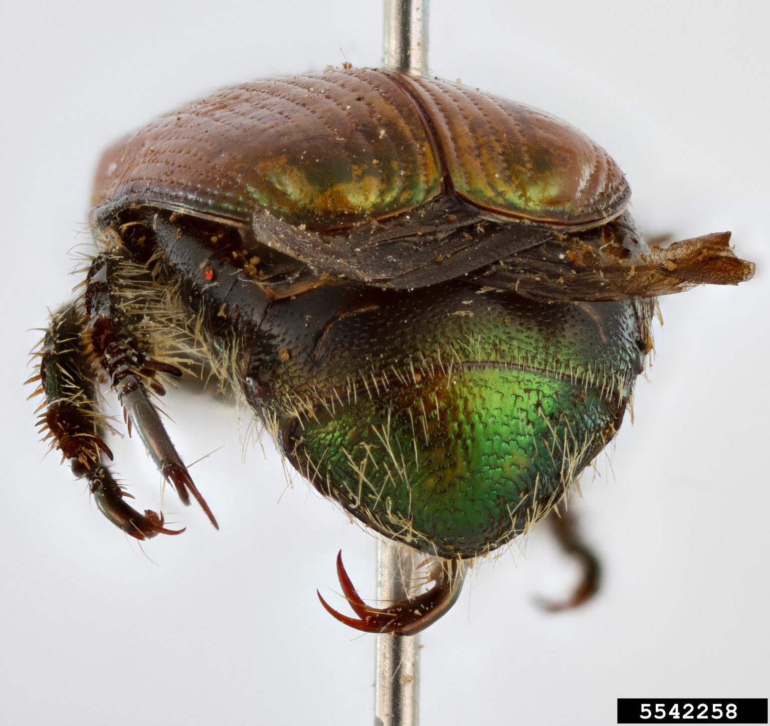 Shining leaf chafer (Anomala nitidula Blanchard)