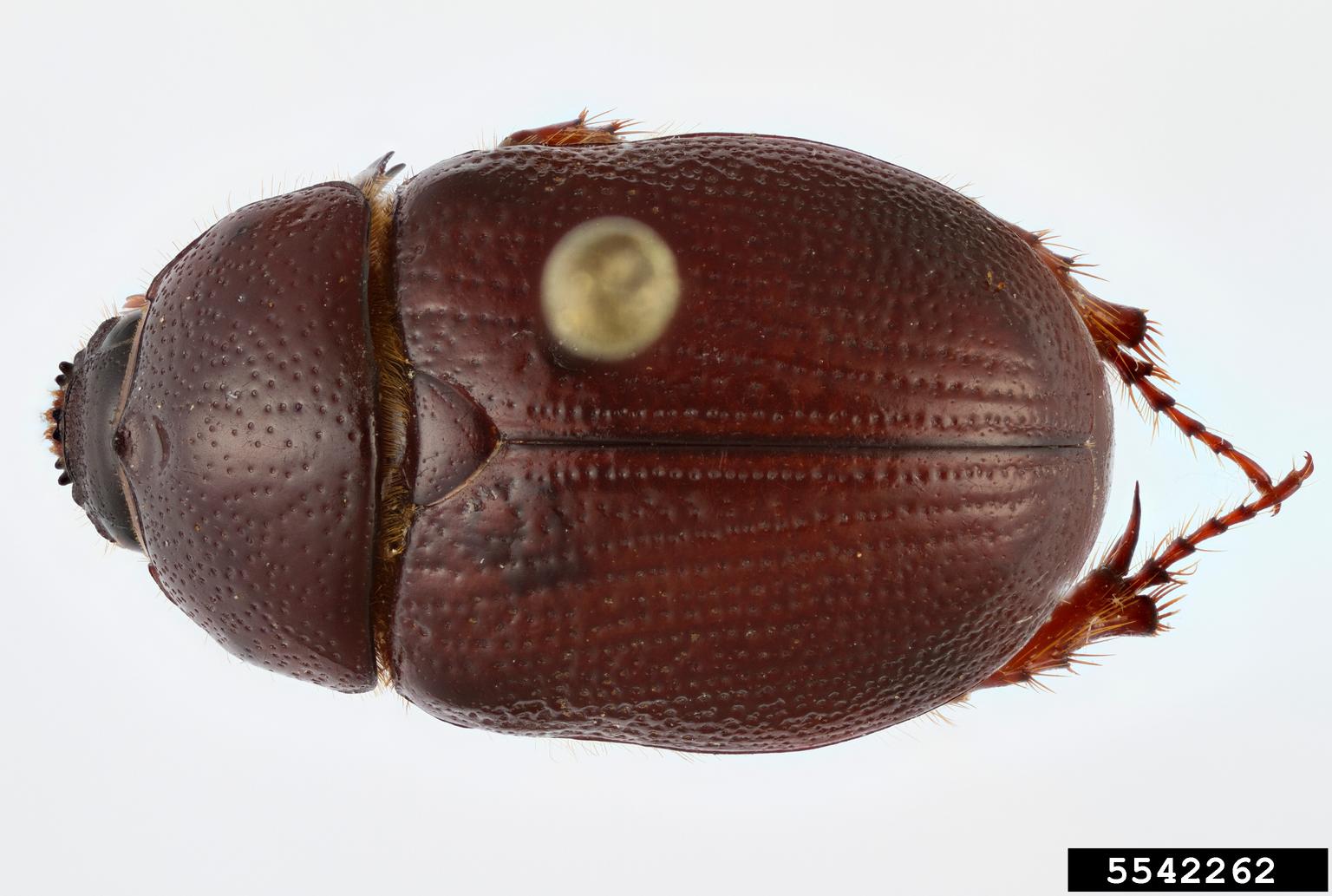 carrot beetle (Ligyrus gibbosus (Degeer, 1774))