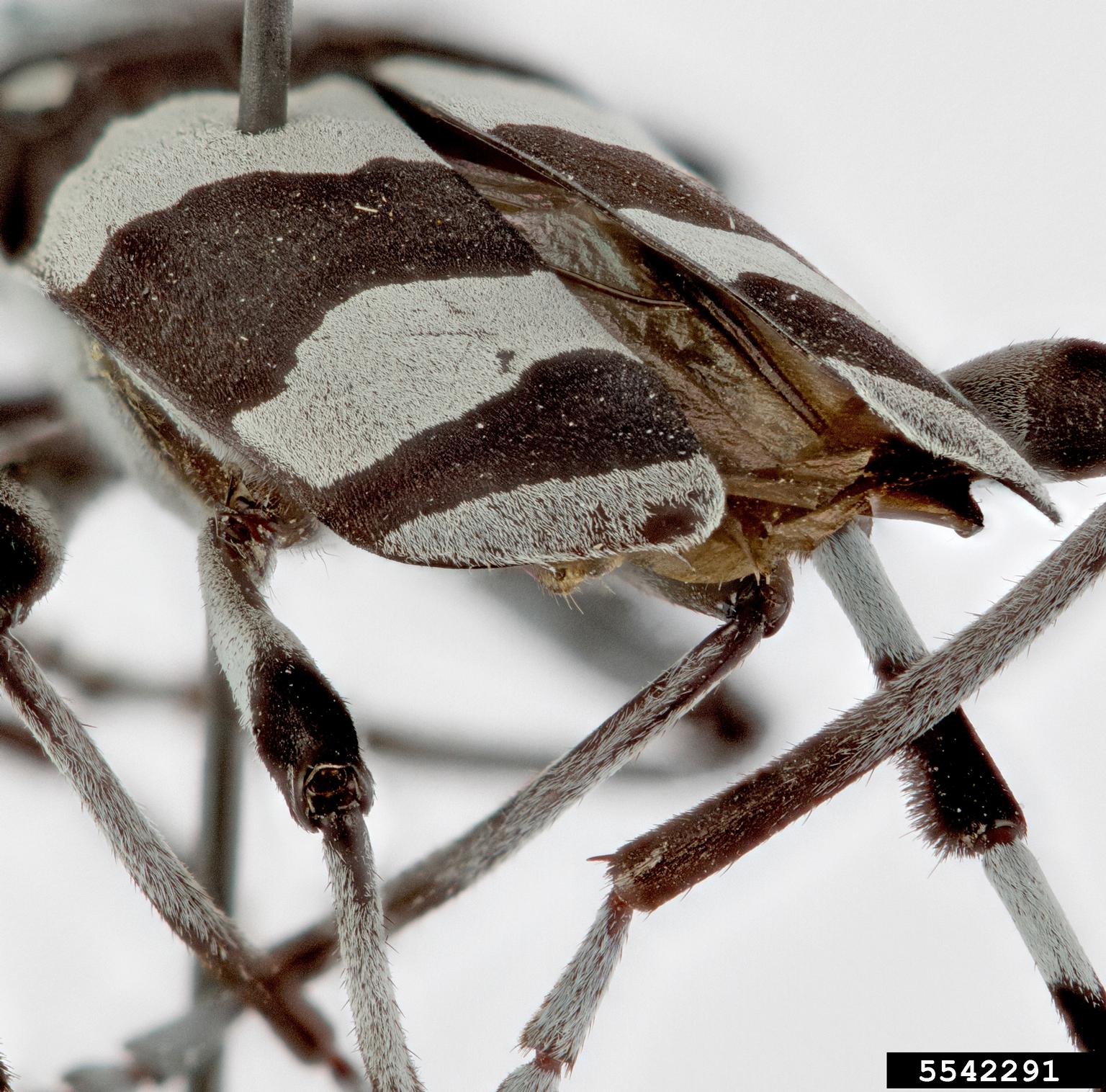 banded alder borer (Rosalia funebris Motschulsky, 1845)