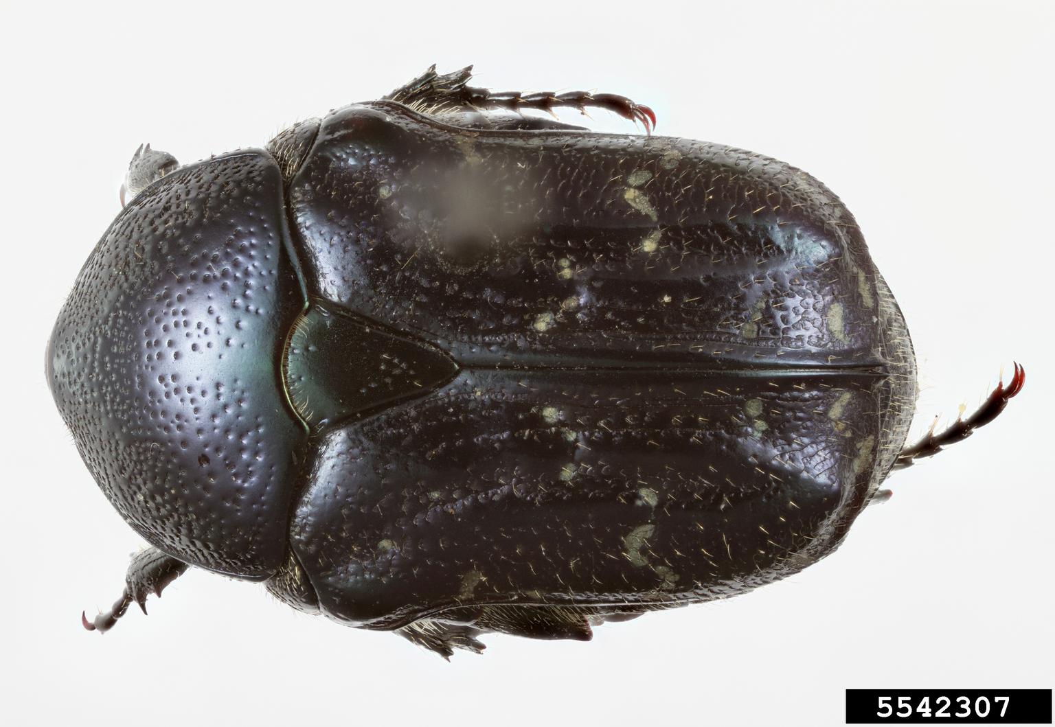Dark flower scarab (Euphoria sepulchralis ssp. nitens Casey)
