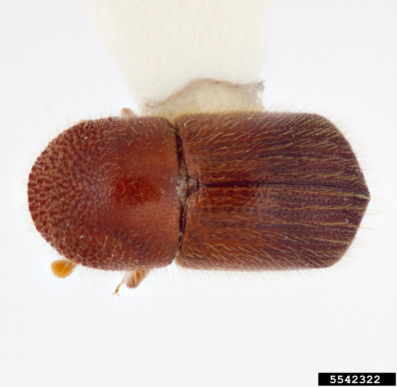 granulate ambrosia beetle (Xylosandrus crassiusculus (Motschulsky, 1866))