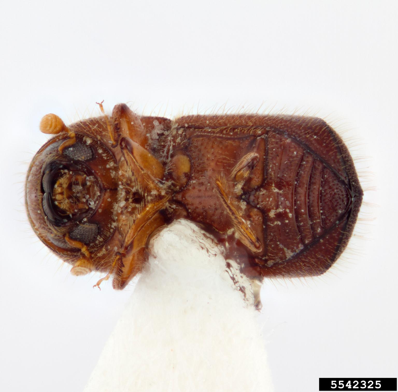 granulate ambrosia beetle (Xylosandrus crassiusculus (Motschulsky, 1866))