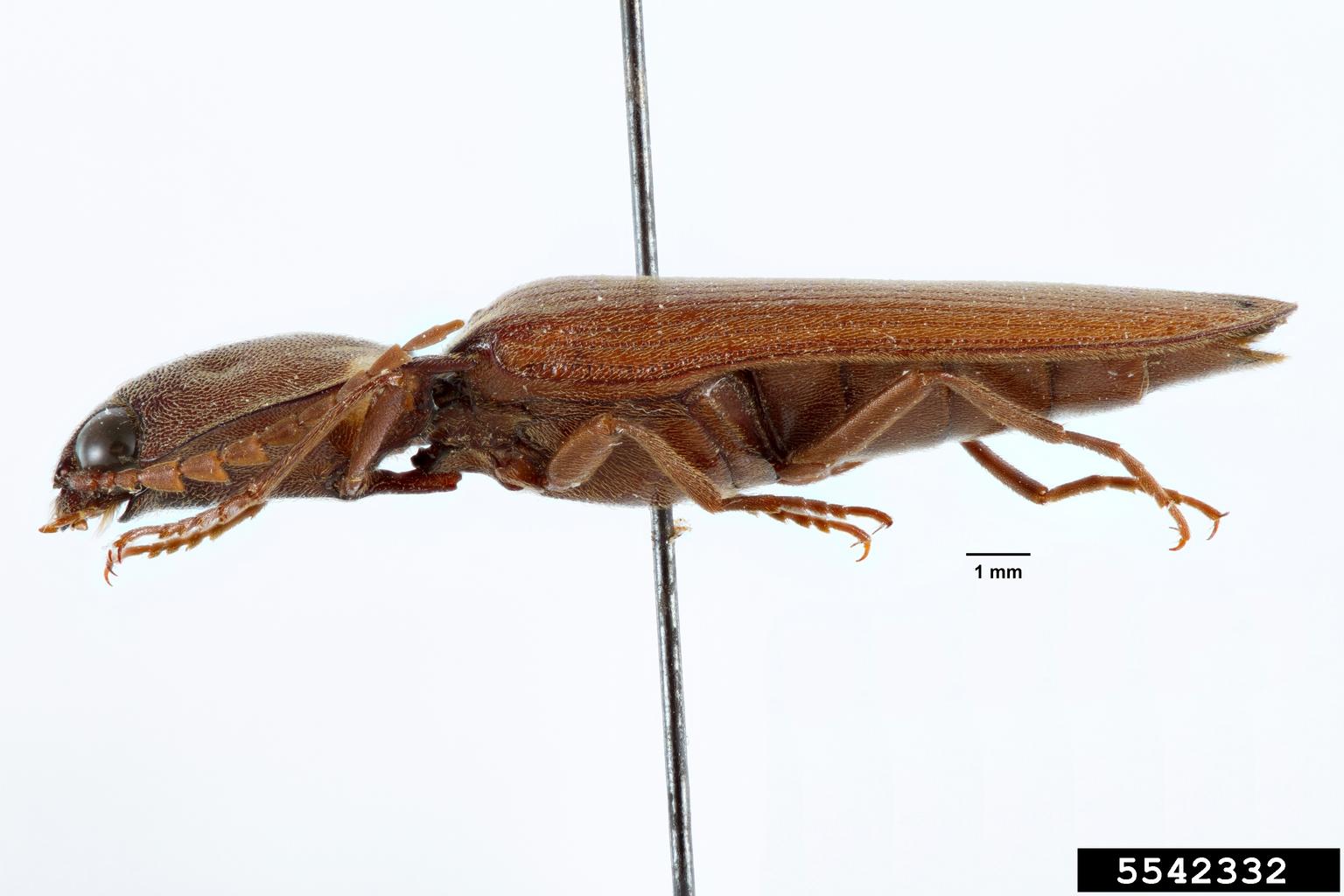 click beetle (Pyrophorus texanus)