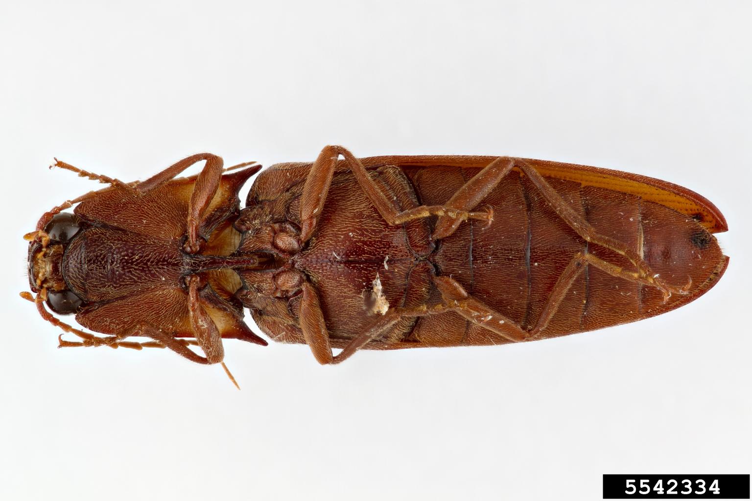 click beetle (Pyrophorus texanus Hyslop)