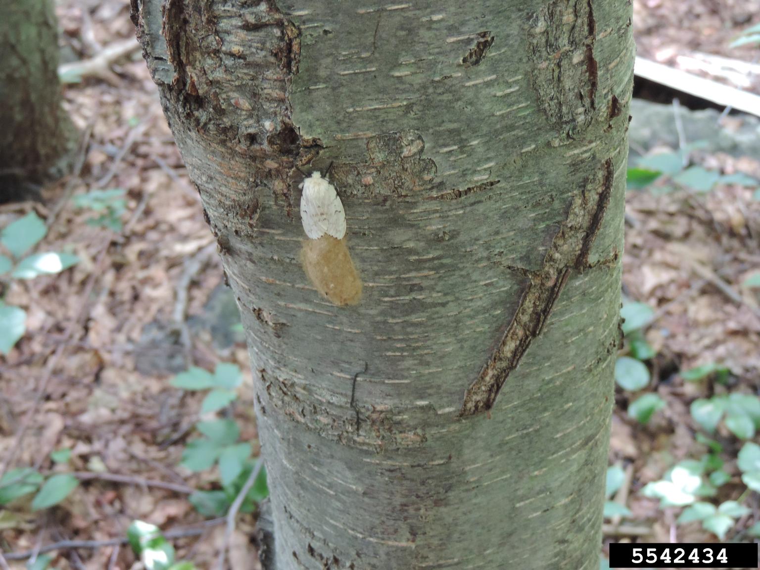 flighted spongy moth complex (Lymantria dispar asiatica)