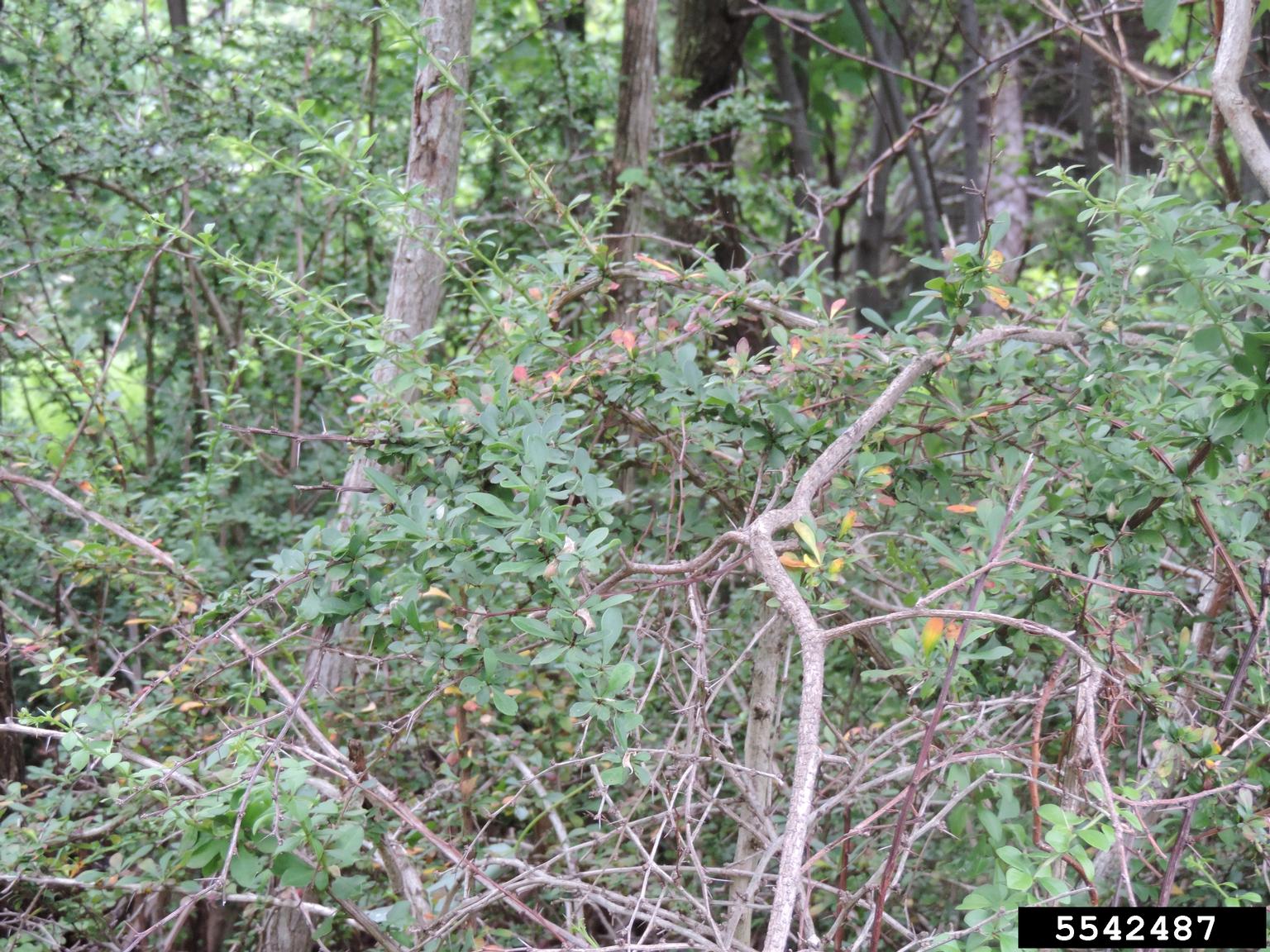 Japanese barberry (Berberis thunbergii)