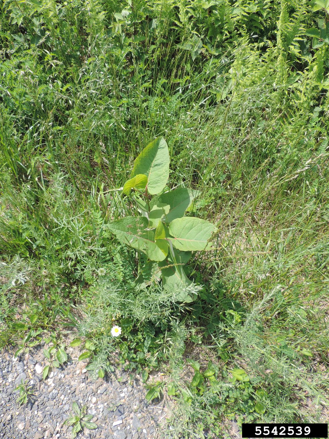knotweed (Genus Polygonum L.)