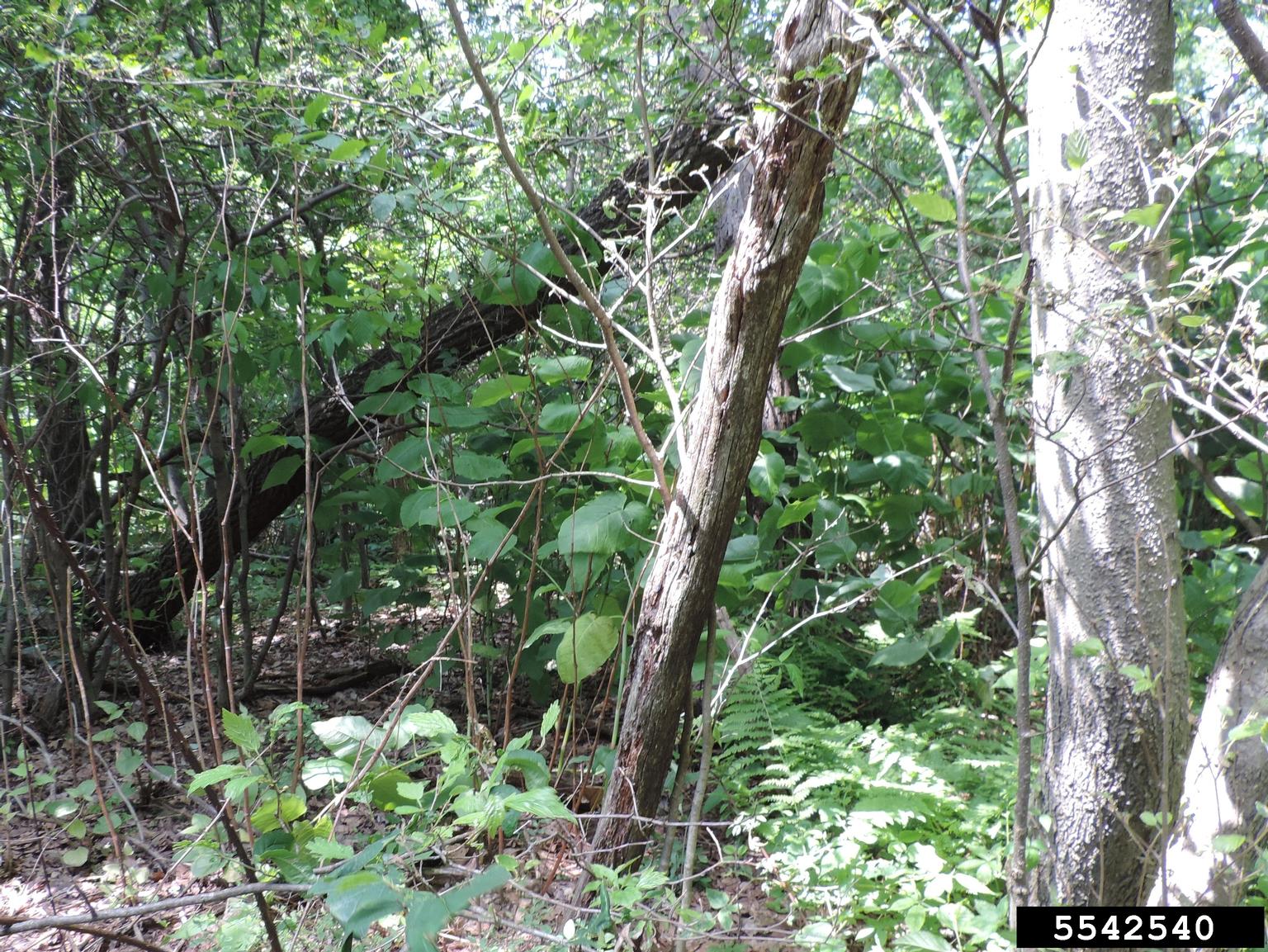 knotweed (Genus Polygonum L.)