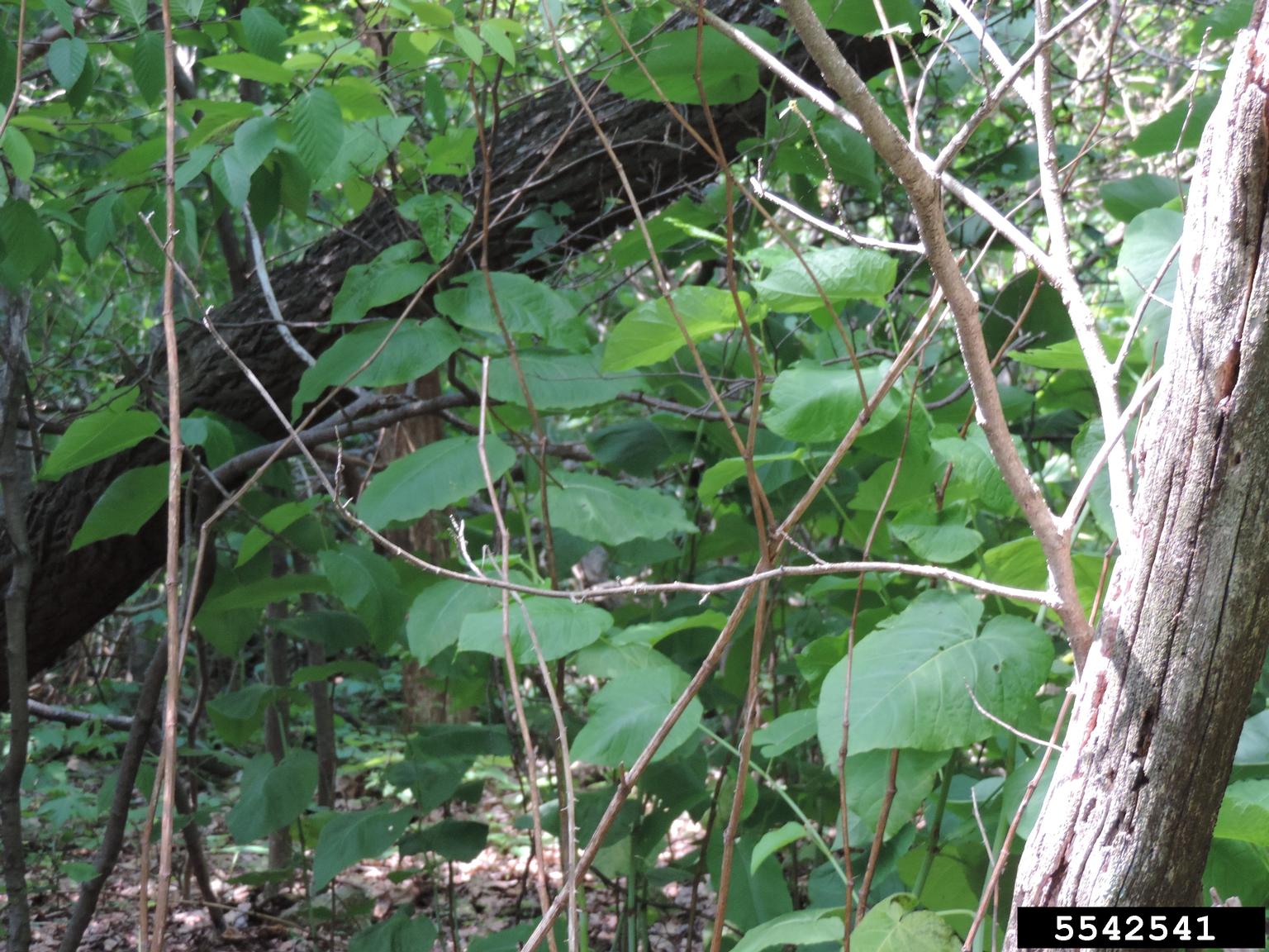 knotweed (Genus Polygonum)