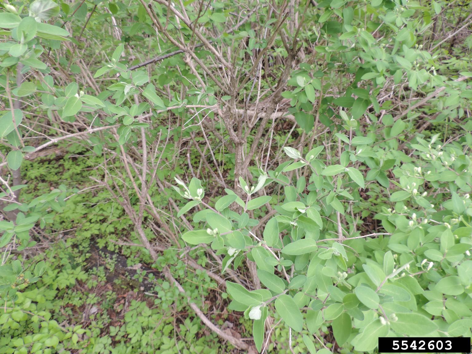 bush honeysuckles (exotic) (Genus Lonicera L.)