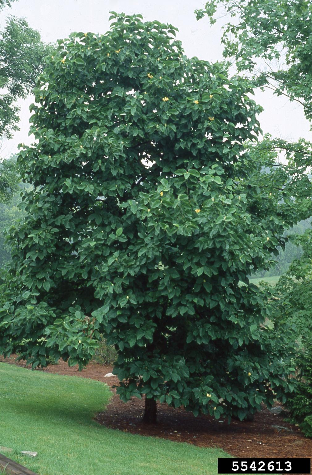 cucumber-tree (Magnolia acuminata (L.) L.)