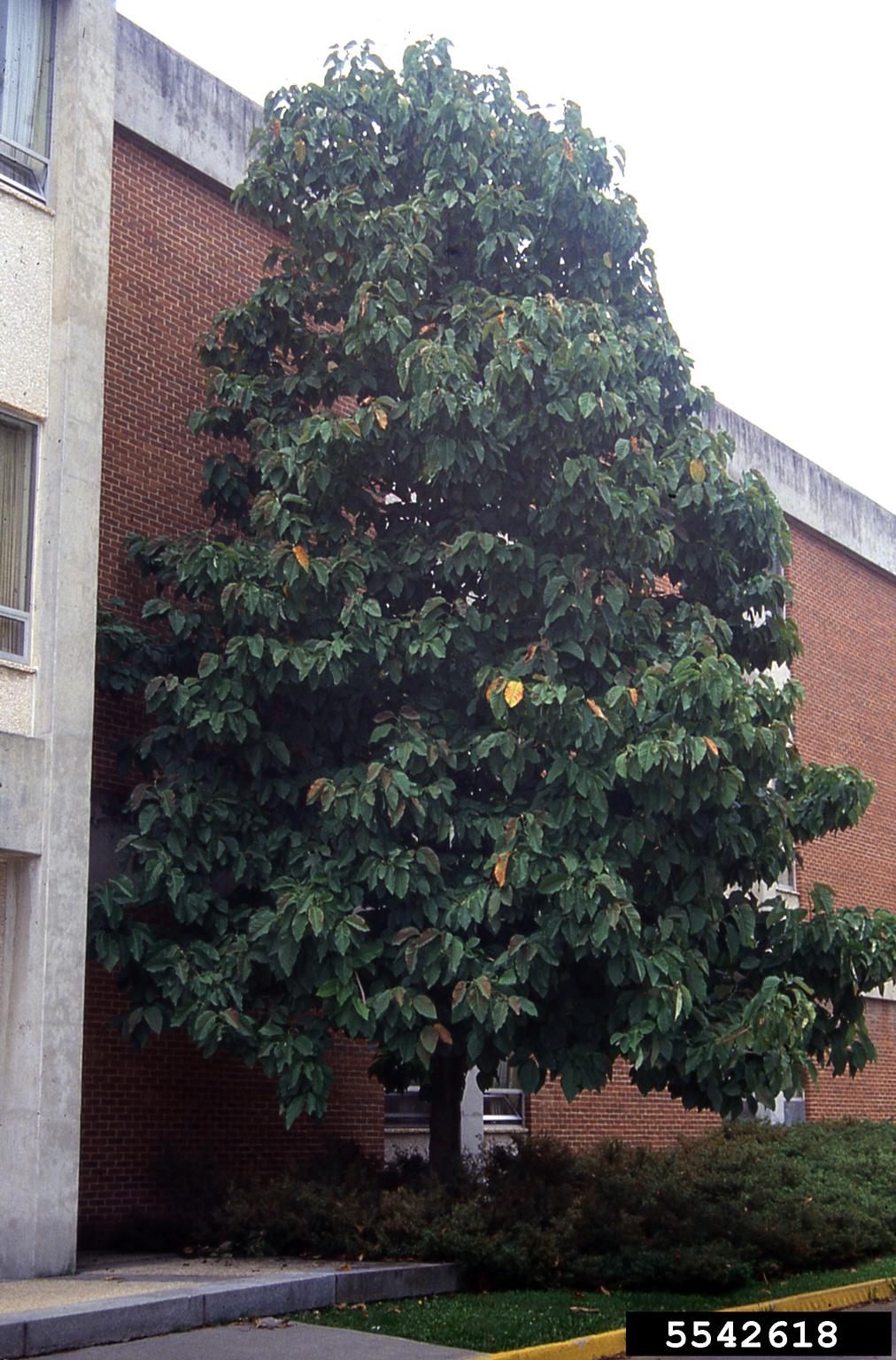 cucumber-tree (Magnolia acuminata (L.) L.)