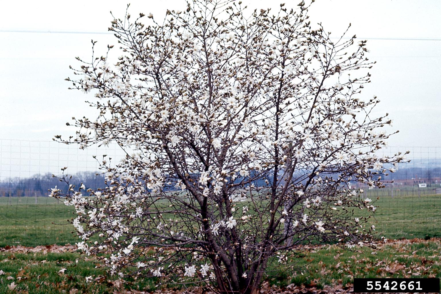 royal star magnolia (Magnolia stellata)