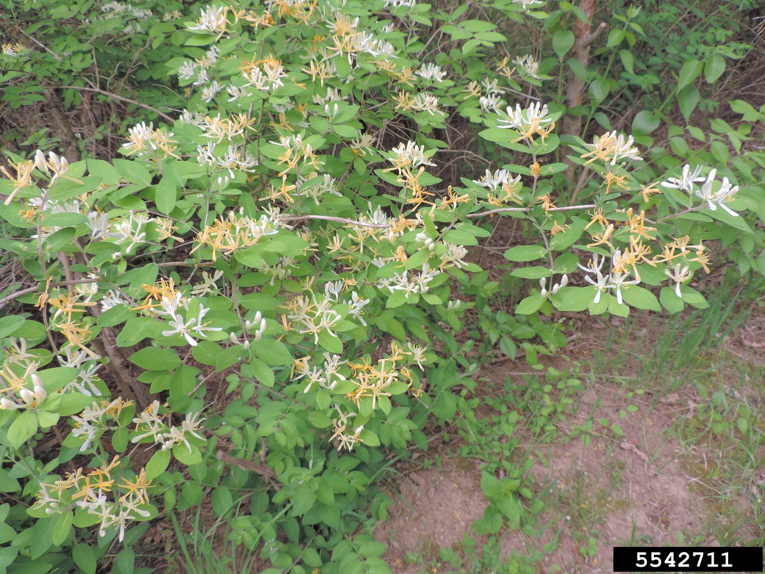 bush honeysuckles (exotic) (Genus Lonicera L.)
