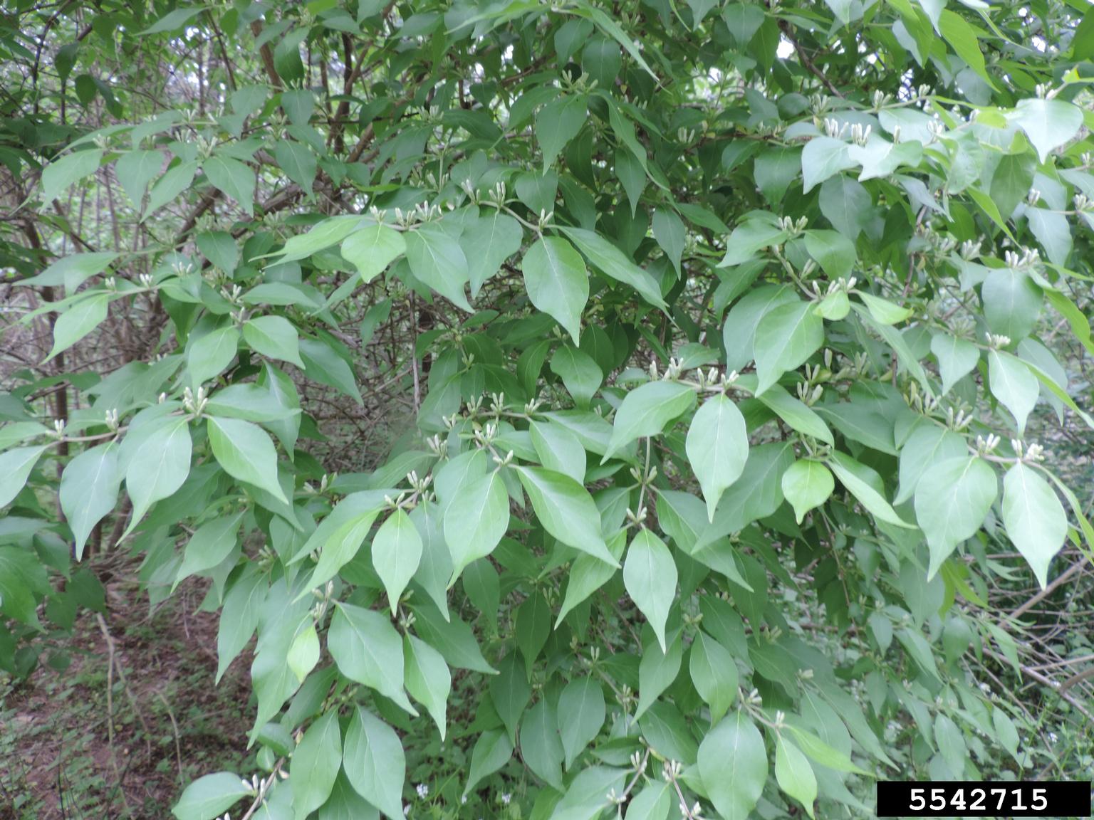 bush honeysuckles (exotic) (Genus Lonicera L.)