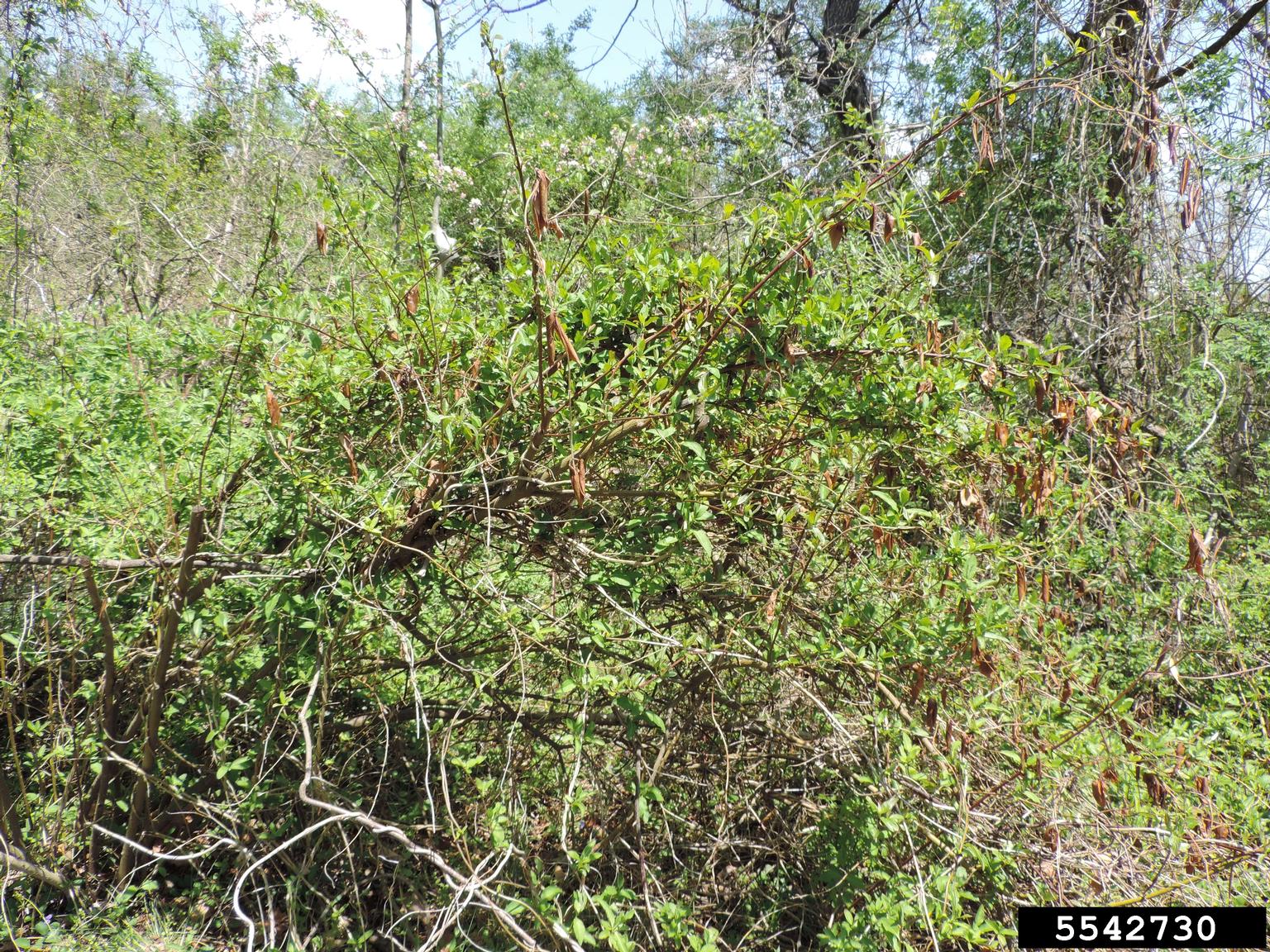 Japanese honeysuckle (Lonicera japonica Thunb.)