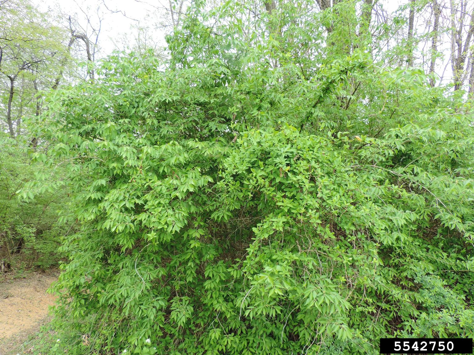 Amur honeysuckle (Lonicera maackii (Rupr.) Herder)