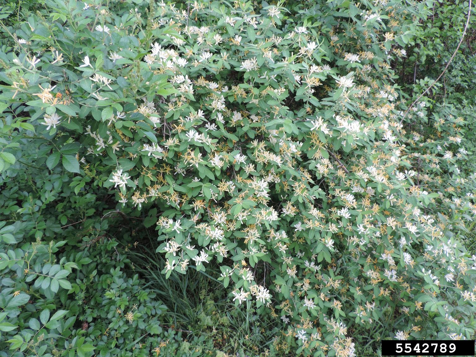 Amur honeysuckle (Lonicera maackii (Rupr.) Herder)