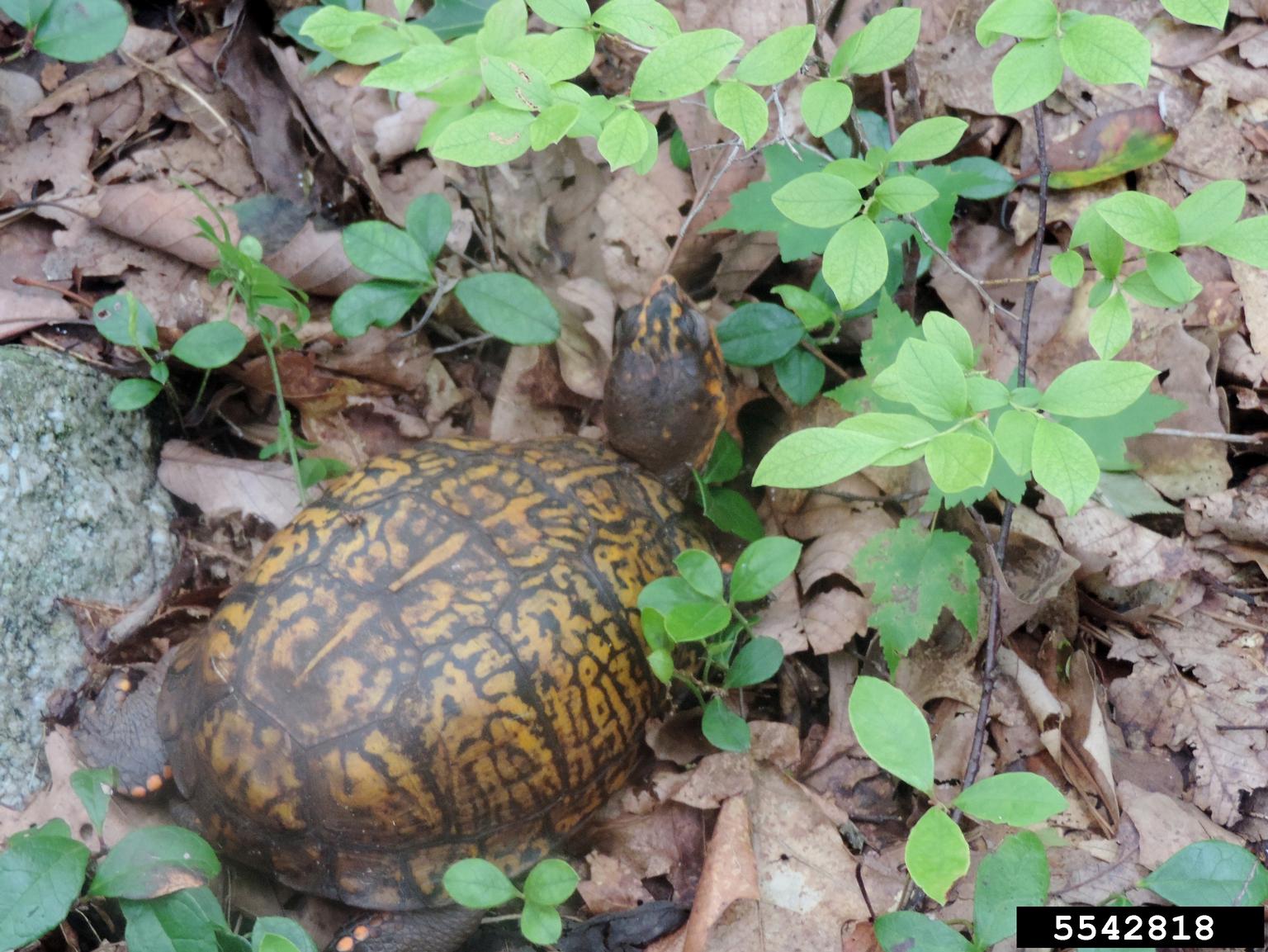 eastern box turtle (Terrapene carolina carolina)