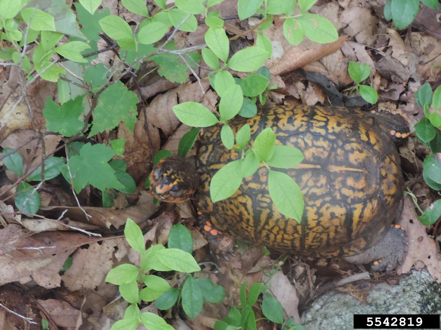 eastern box turtle (Terrapene carolina carolina)