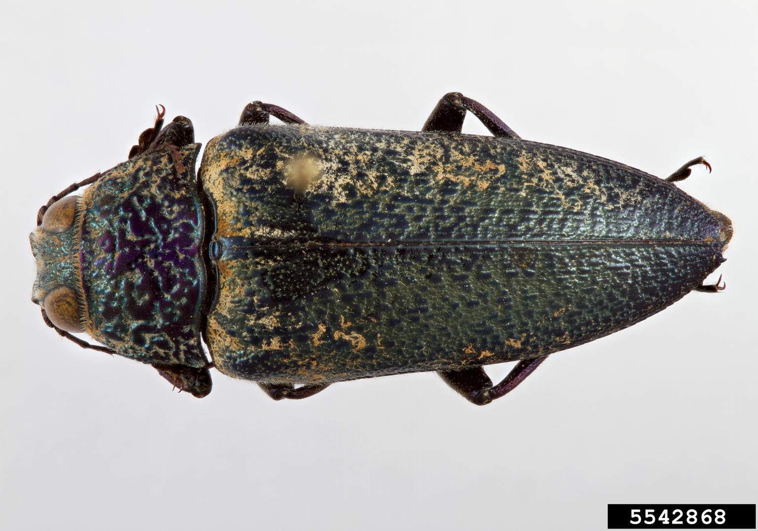 metallic wood-boring beetle (Gyascutus caelatus)