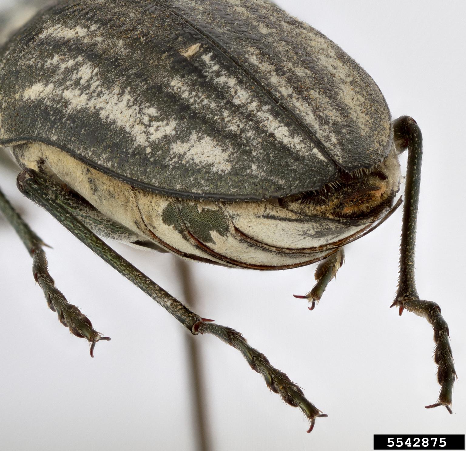 metallic wood-boring beetles (Gyascutus planicosta)