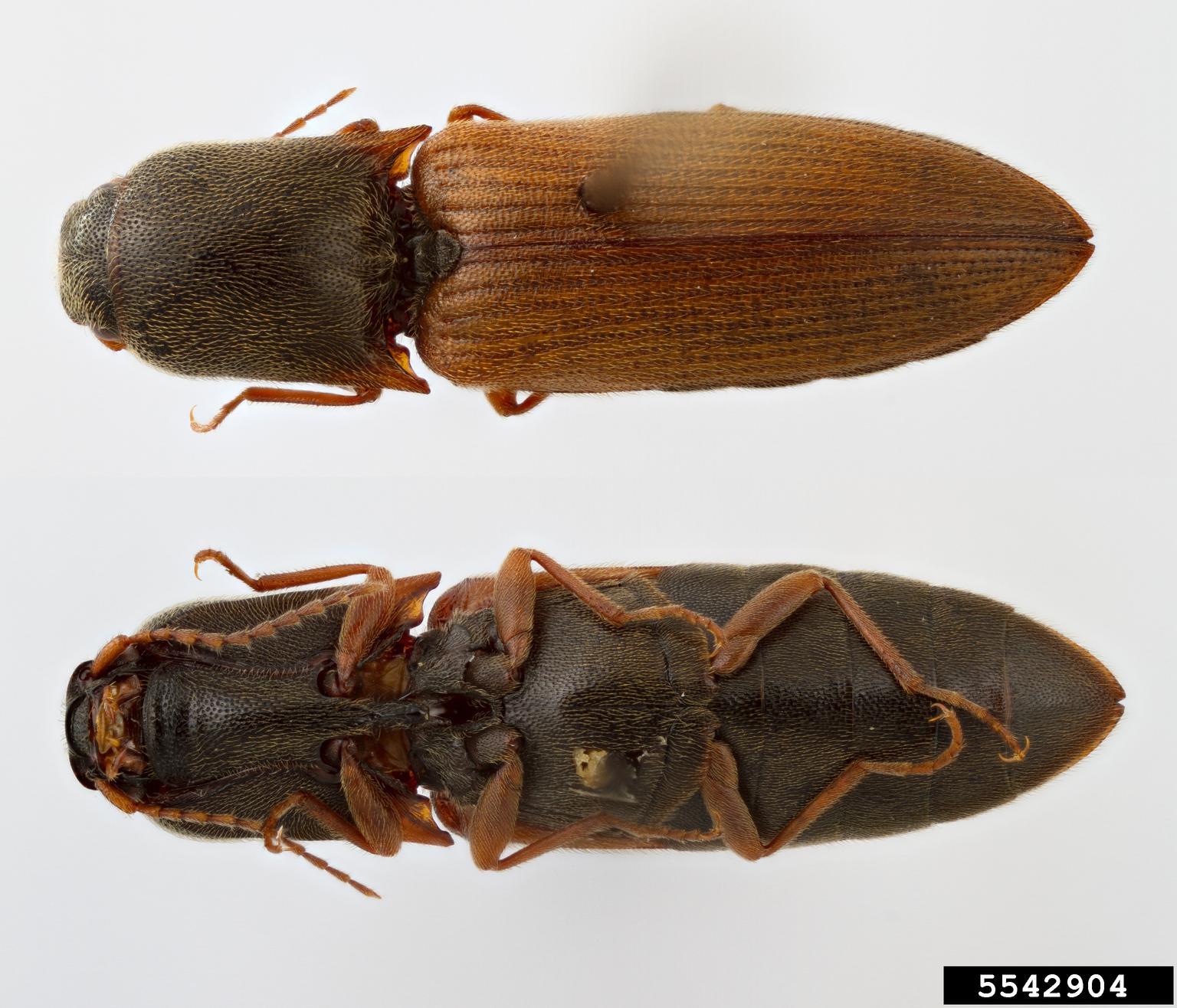 click beetle (Agriotes limosus (LeConte))