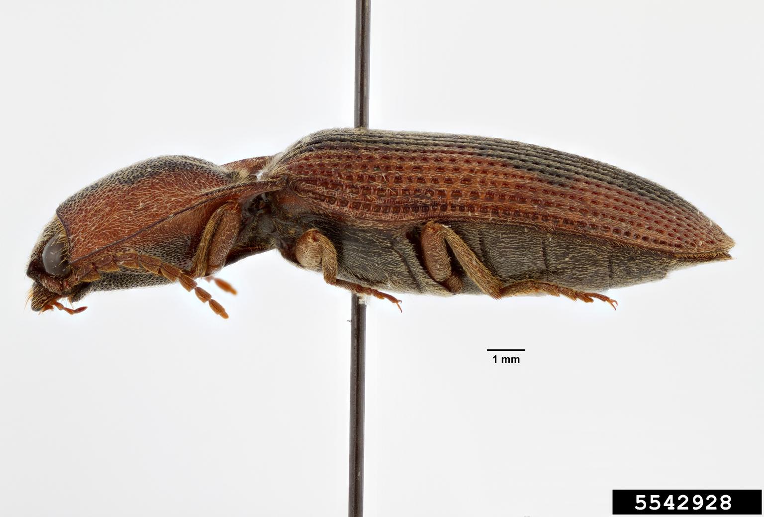 click beetle (Conoderus pilatei Candeze)