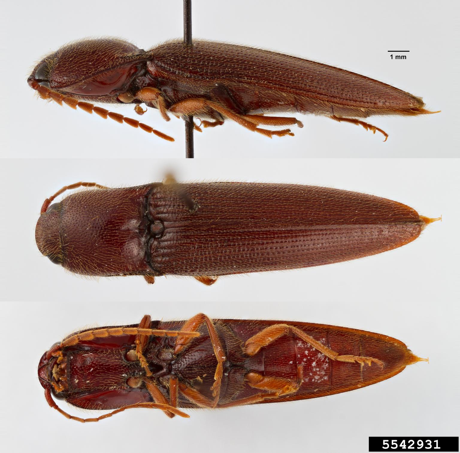 click beetle (Dicrepidius palmatus Candeze)