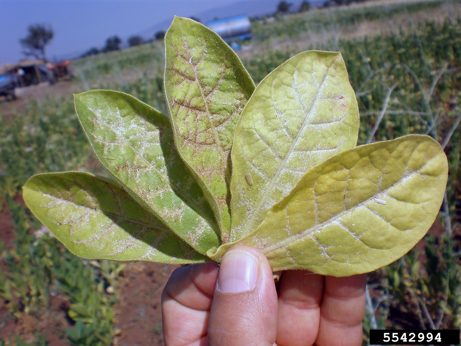 onion thrips (Thrips tabaci)
