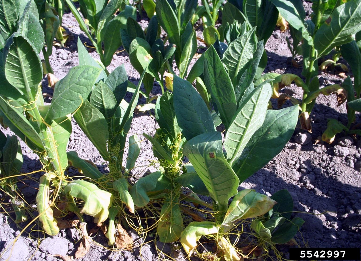 dodder (Genus Cuscuta)
