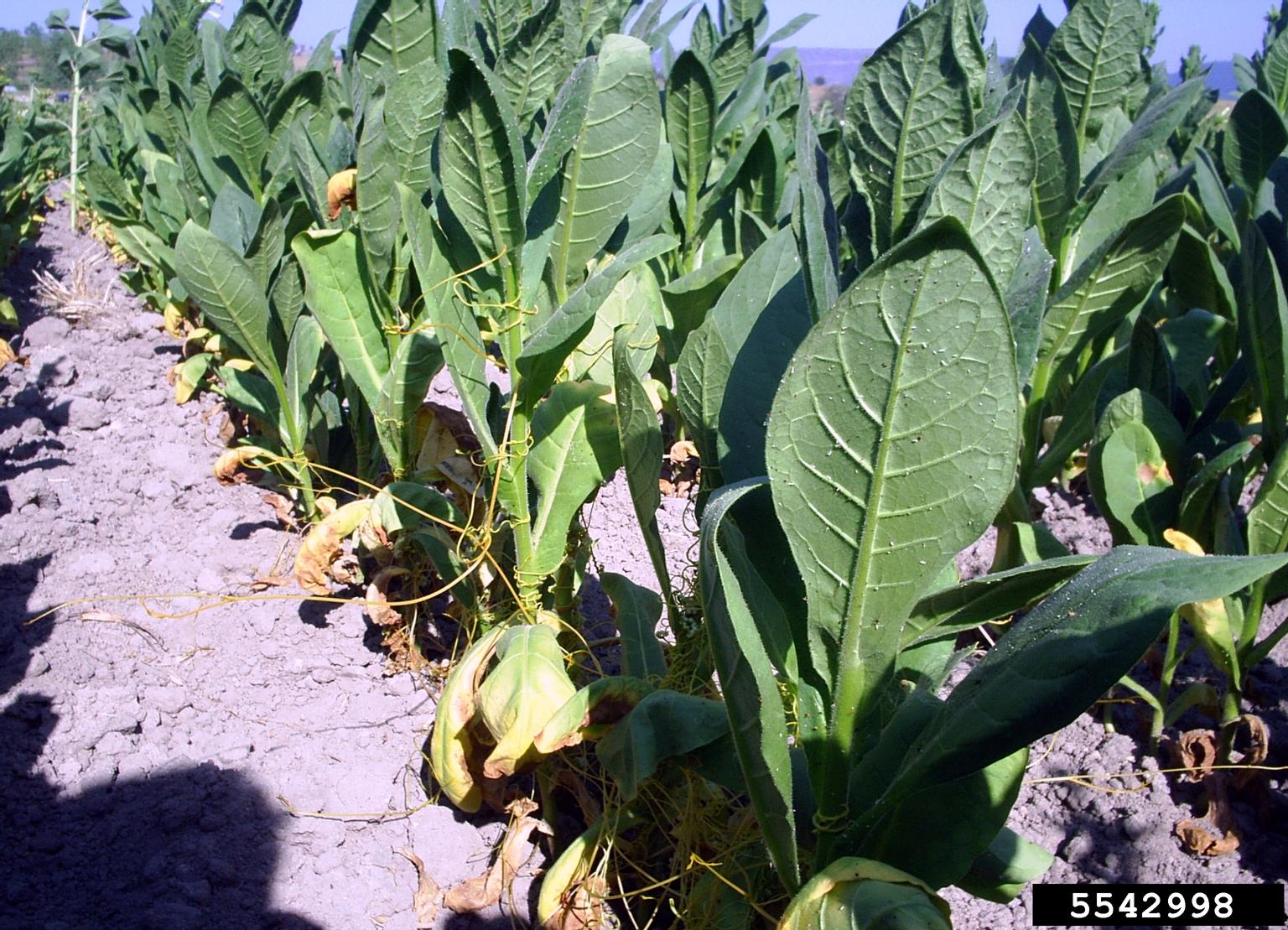 dodder (Genus Cuscuta)
