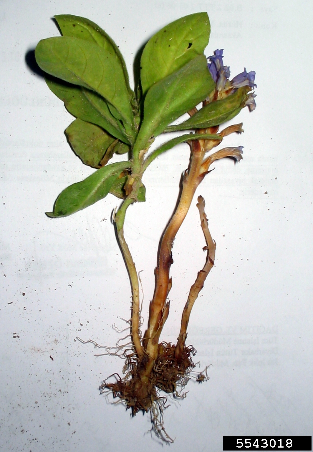 branched broomrape (Phelipanche ramosa)