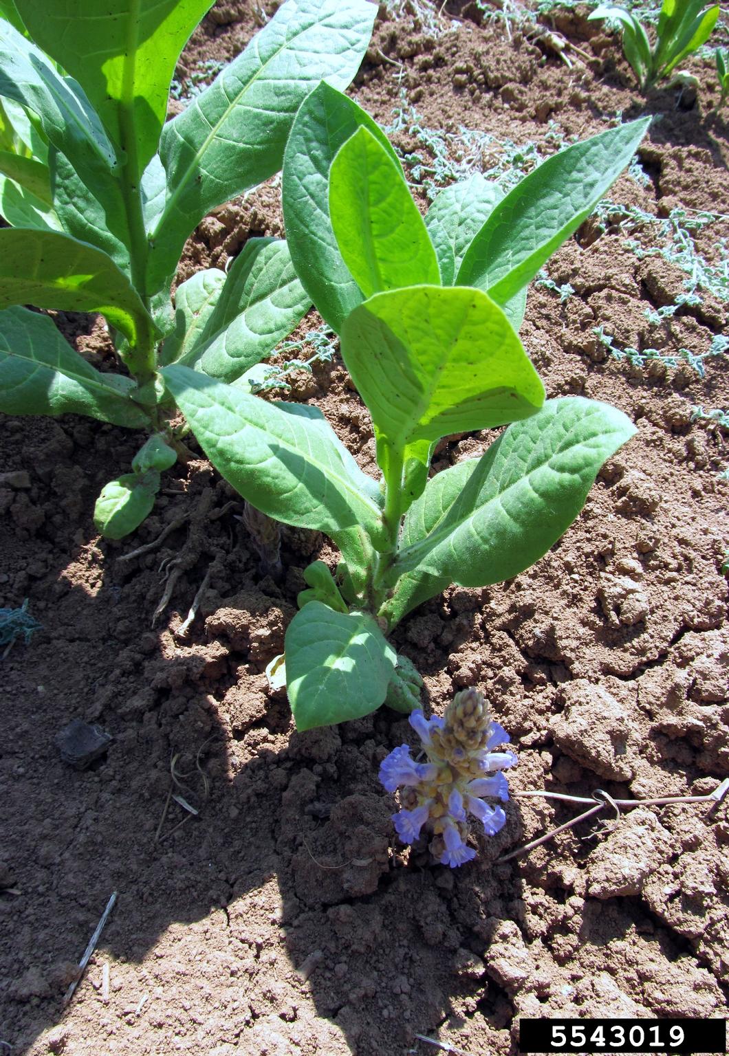 branched broomrape (Phelipanche ramosa (L.) Pomel)